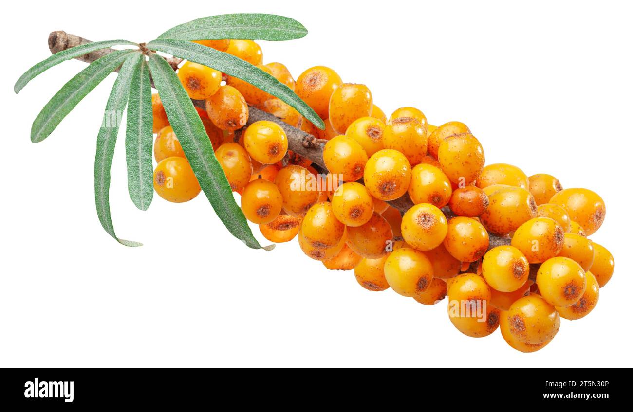 Common sea buckthorn berries isolated on white. File contains clipping ...