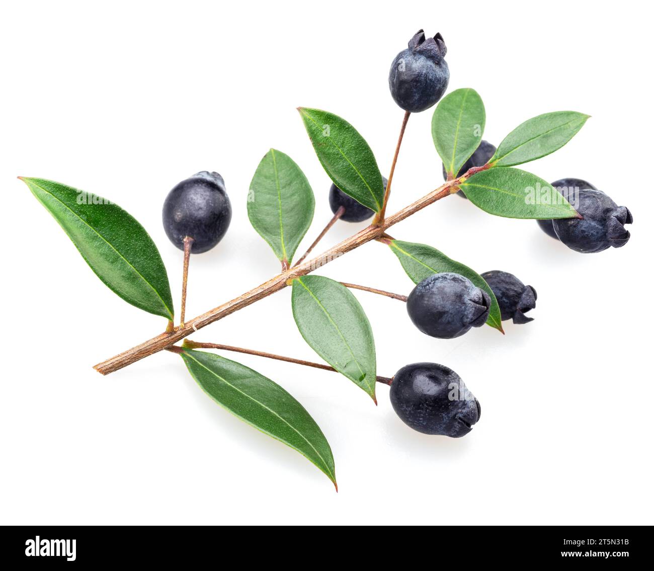 Myrtle branch with leaves and berries isolated on white background ...