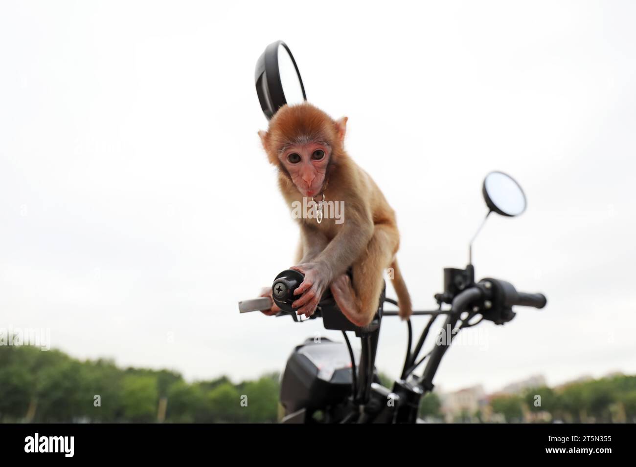 A pet monkey plays on a motorcycle in Luannan County, Hebei Province ...