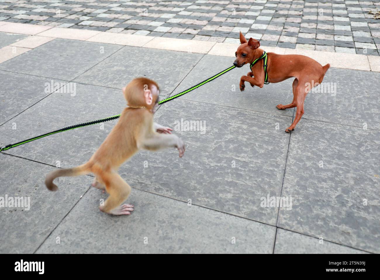 Square monkeys hi-res stock photography and images - Alamy
