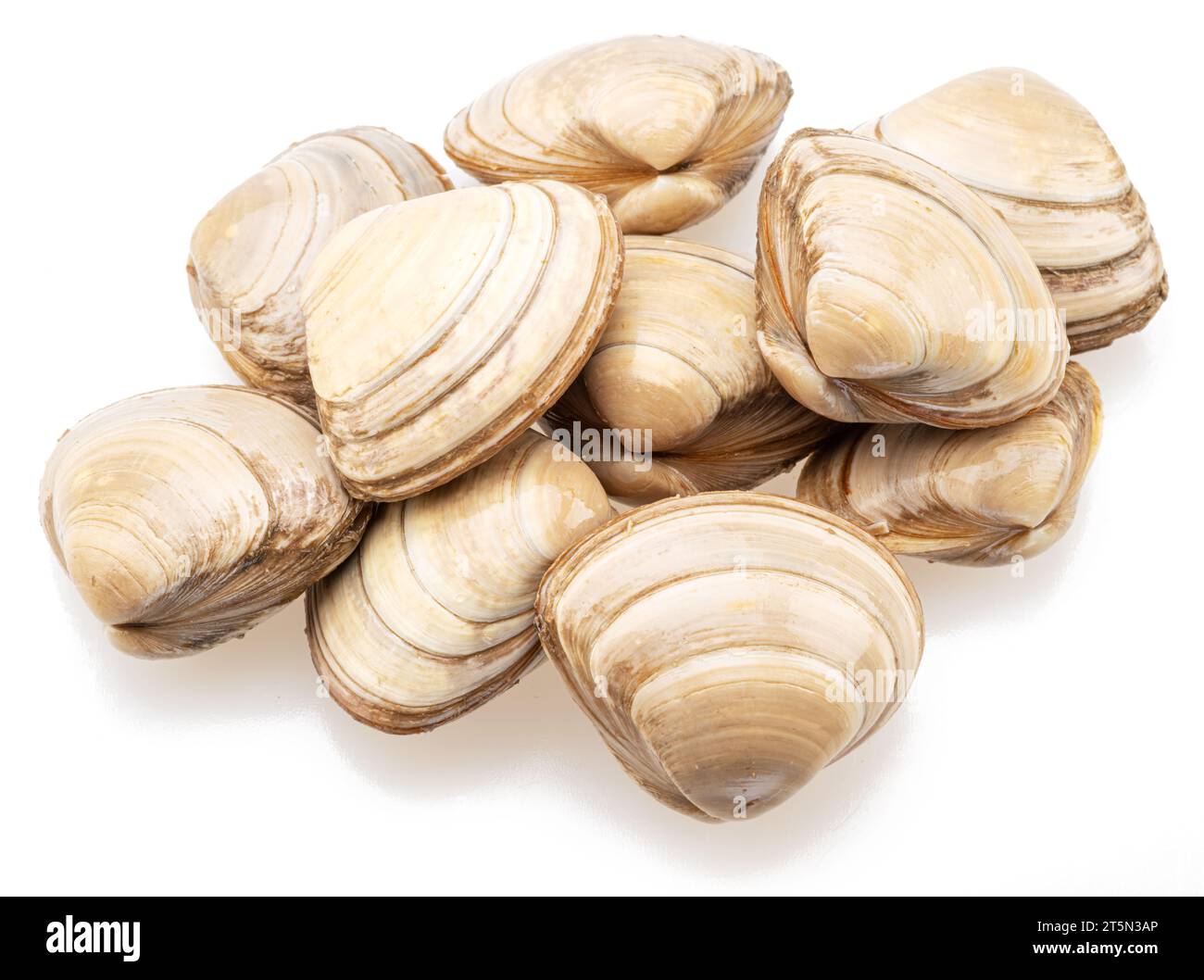 Edible raw clams isolated on white background. Delicacy food Stock ...