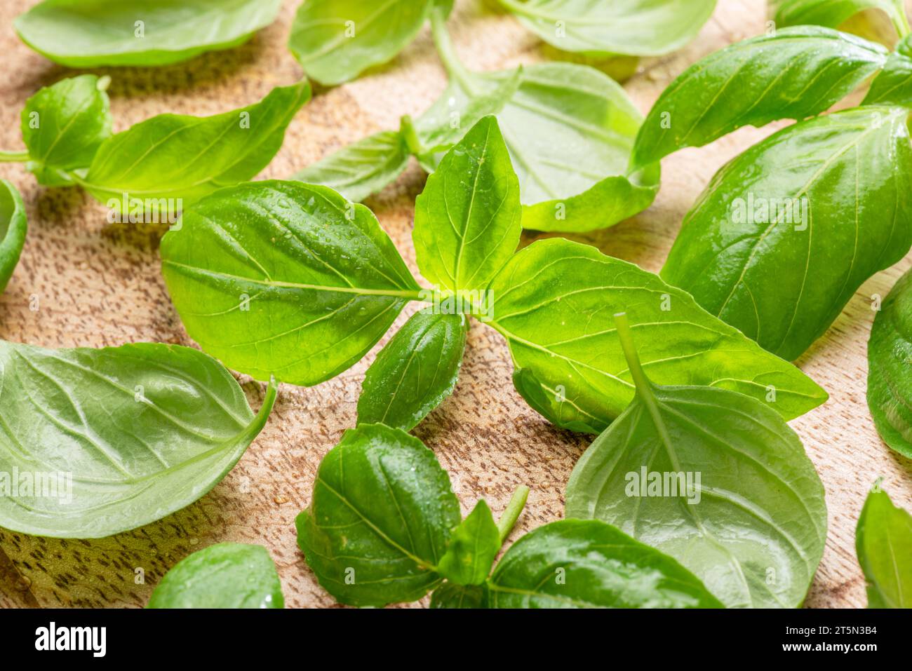 Fresh basil leaves on a wooden table. Nice herb spice background for ...