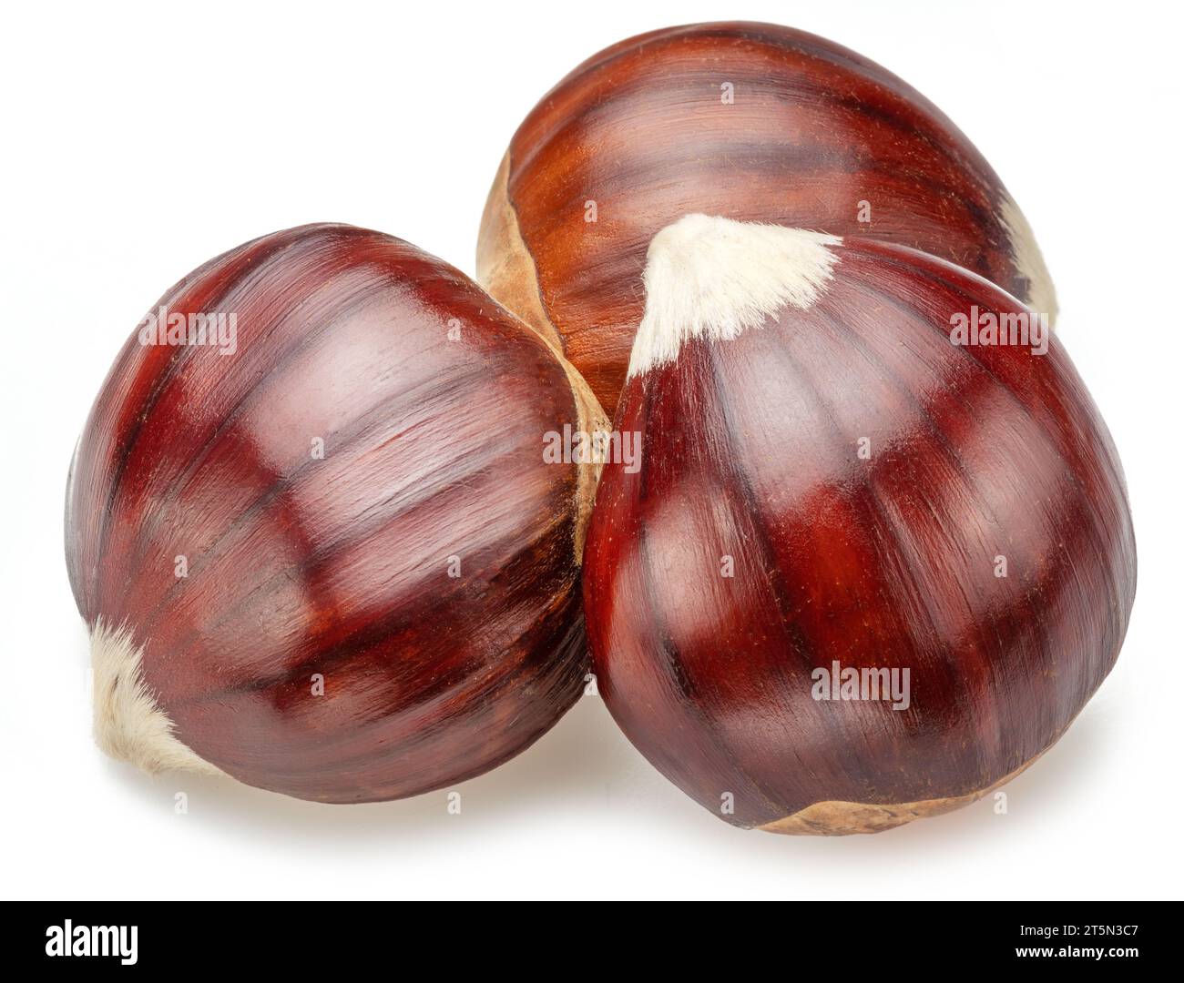 Edible sweet chestnuts isolated on white background. Great food ...