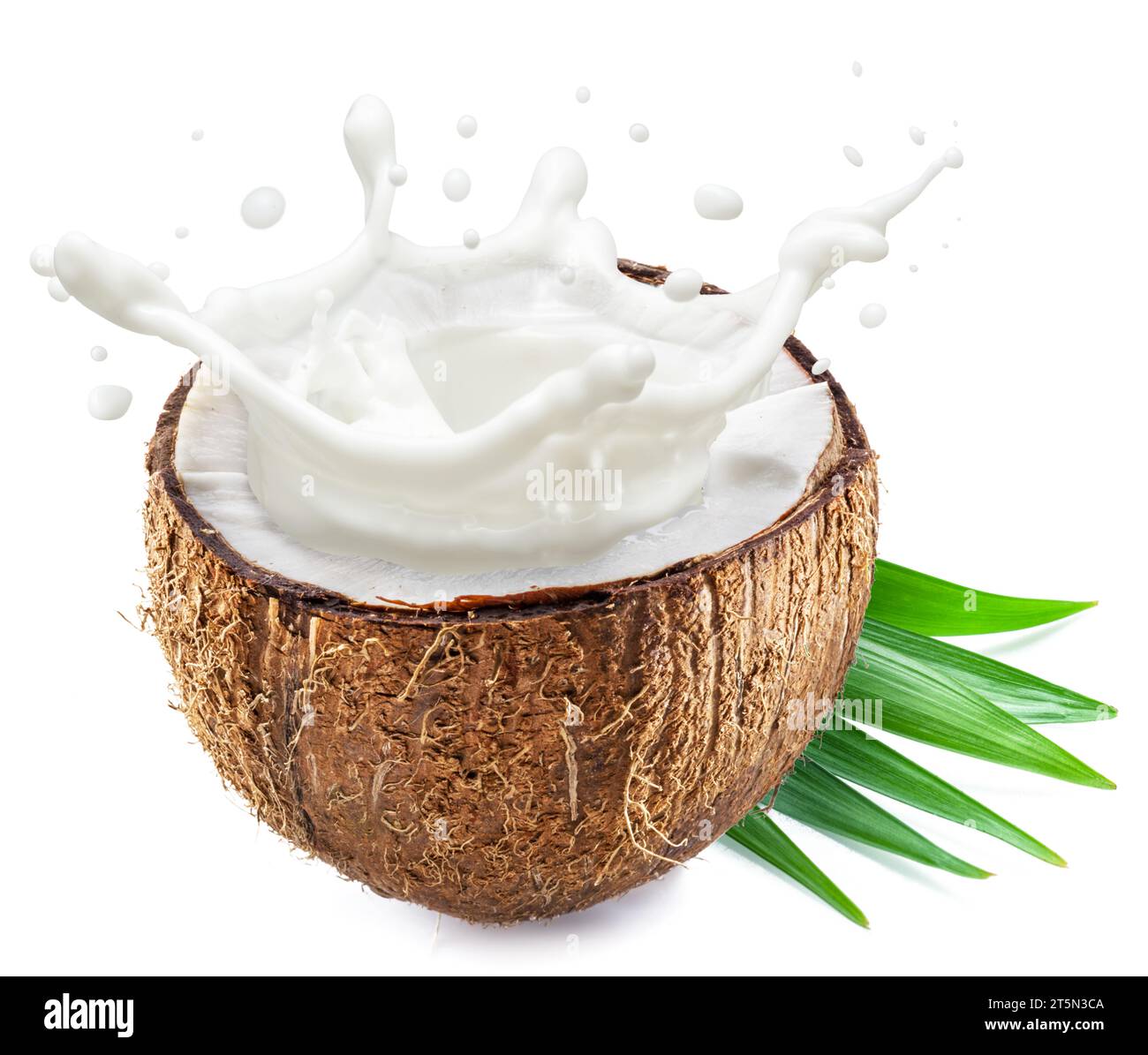 Coconut milk flying out from cracked coconut fruit. File contains ...