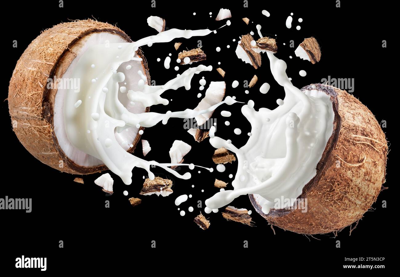 Coconut milk flying out from split coconut fruit on black background ...
