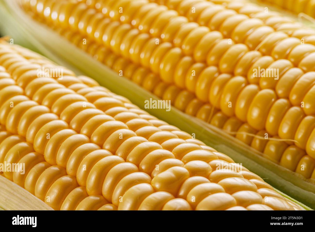 Ripe corn heads with corn whiskers and leaves. Nice vegetable cooking ...