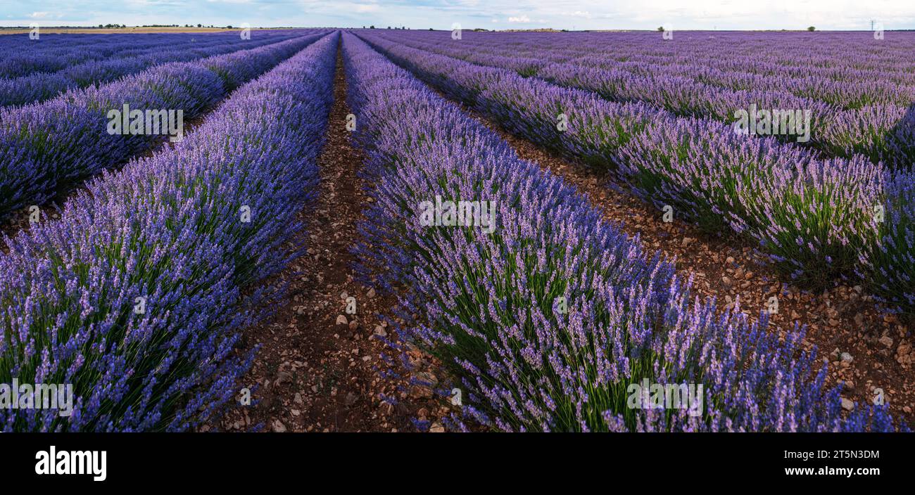 Lavender field in blossom. Rows of lavender bushes stretching to the ...