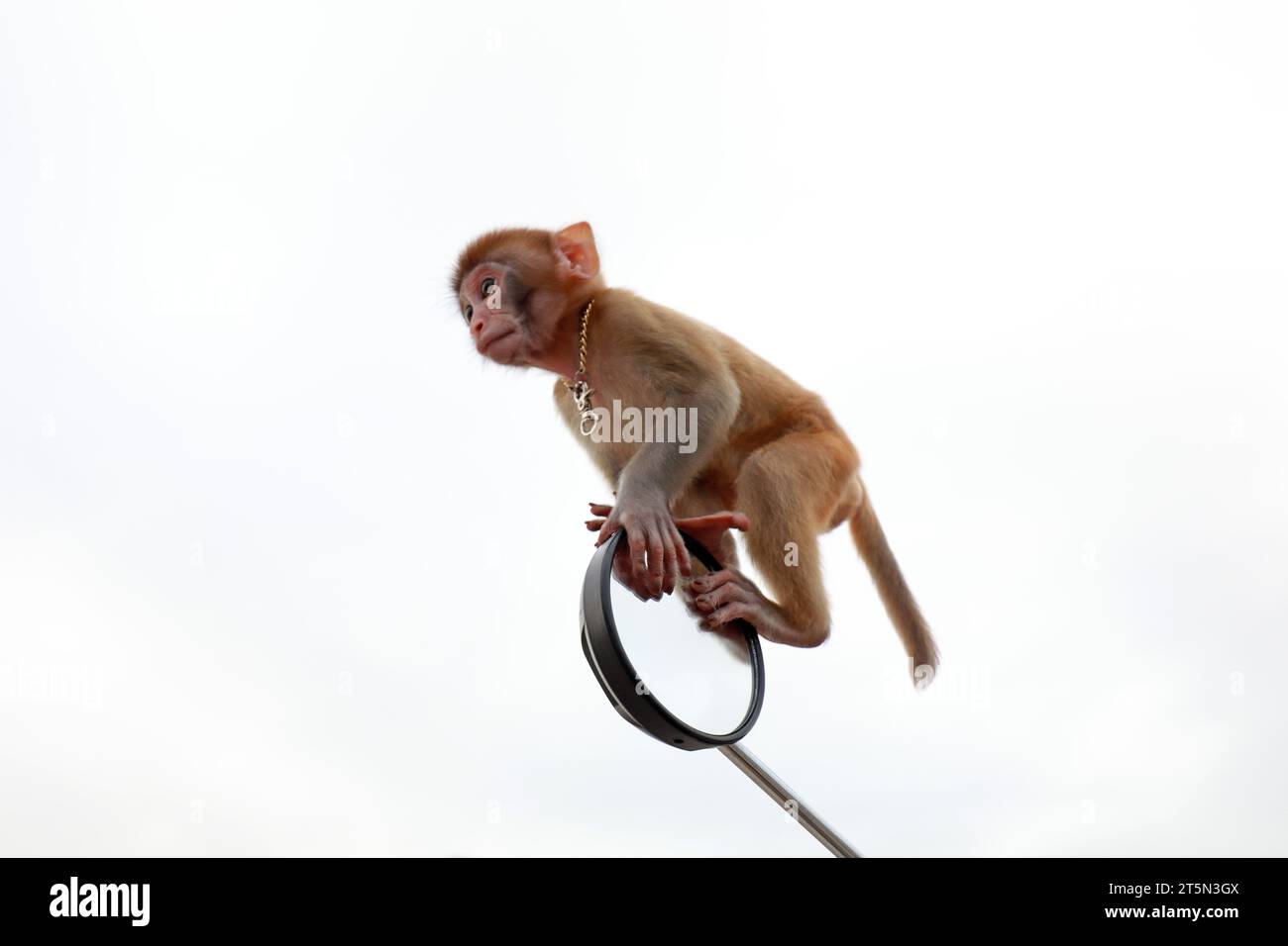 Primates motorcycle hi-res stock photography and images - Alamy