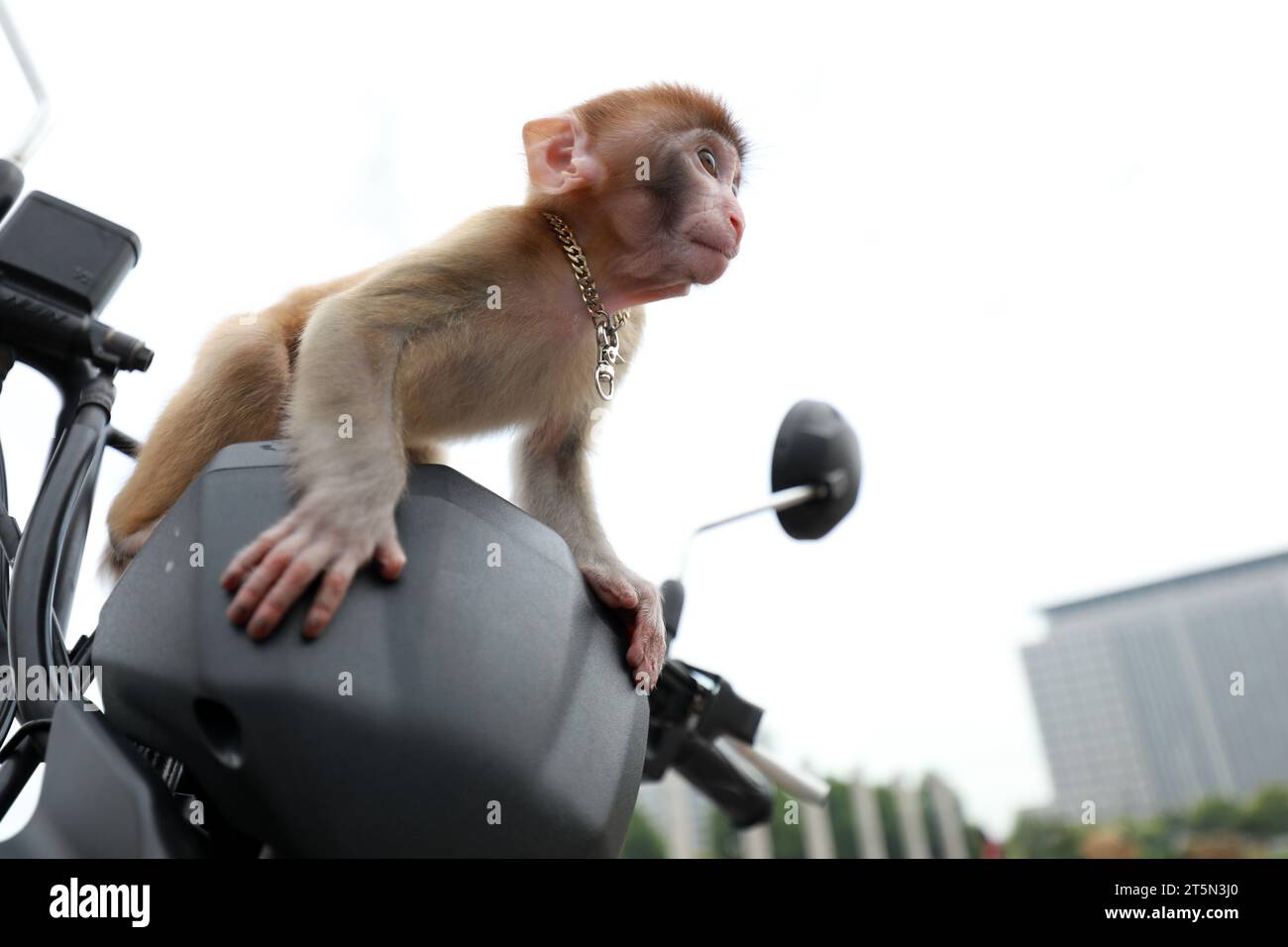 Pet monkeys play on motorcycles Stock Photo - Alamy