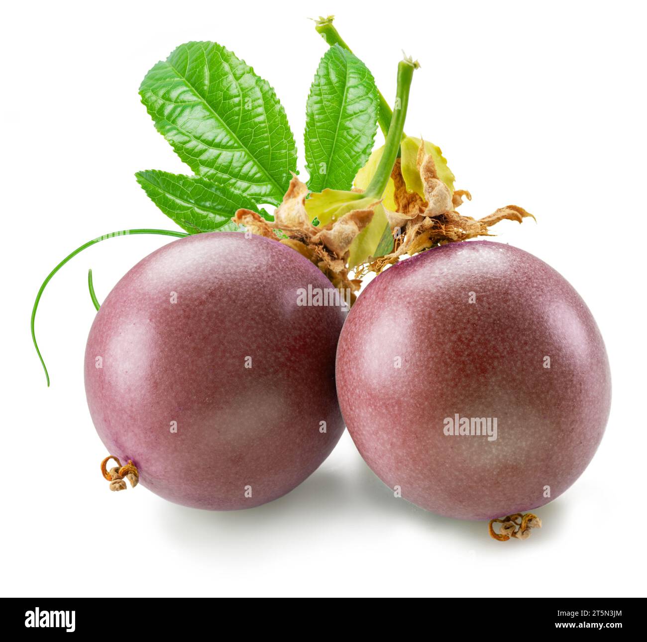 Purple passion fruits or maracuyas isolated on white background Stock ...