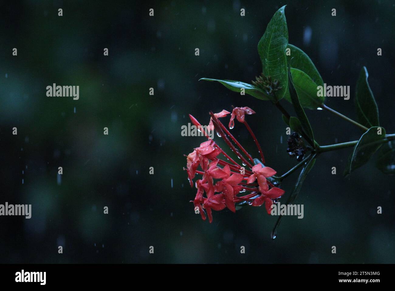 rain drops on the Butterfly Milkweed orange flower while raining Stock ...