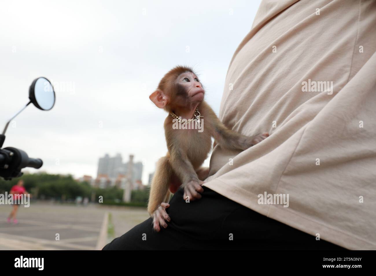 Monkeys pull hi-res stock photography and images - Alamy
