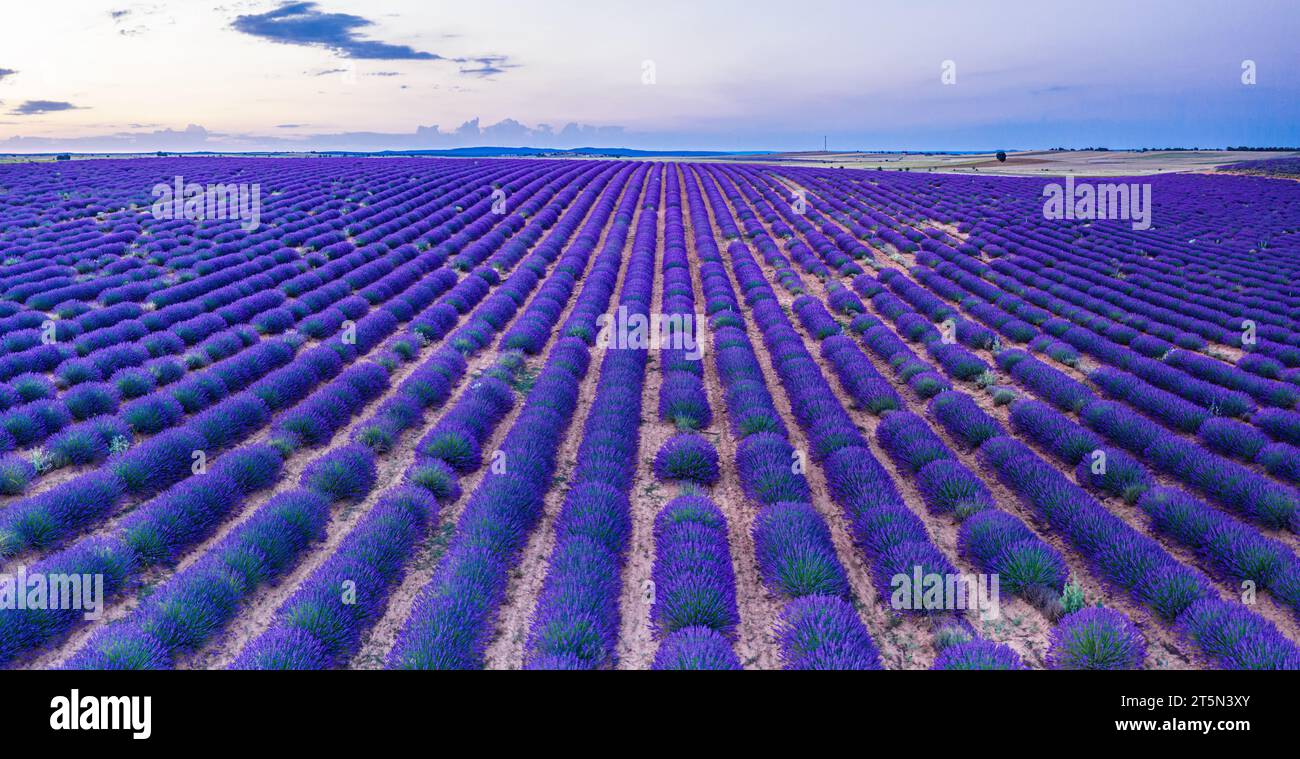 Lavender field in blossom. Rows of lavender bushes stretching to the ...