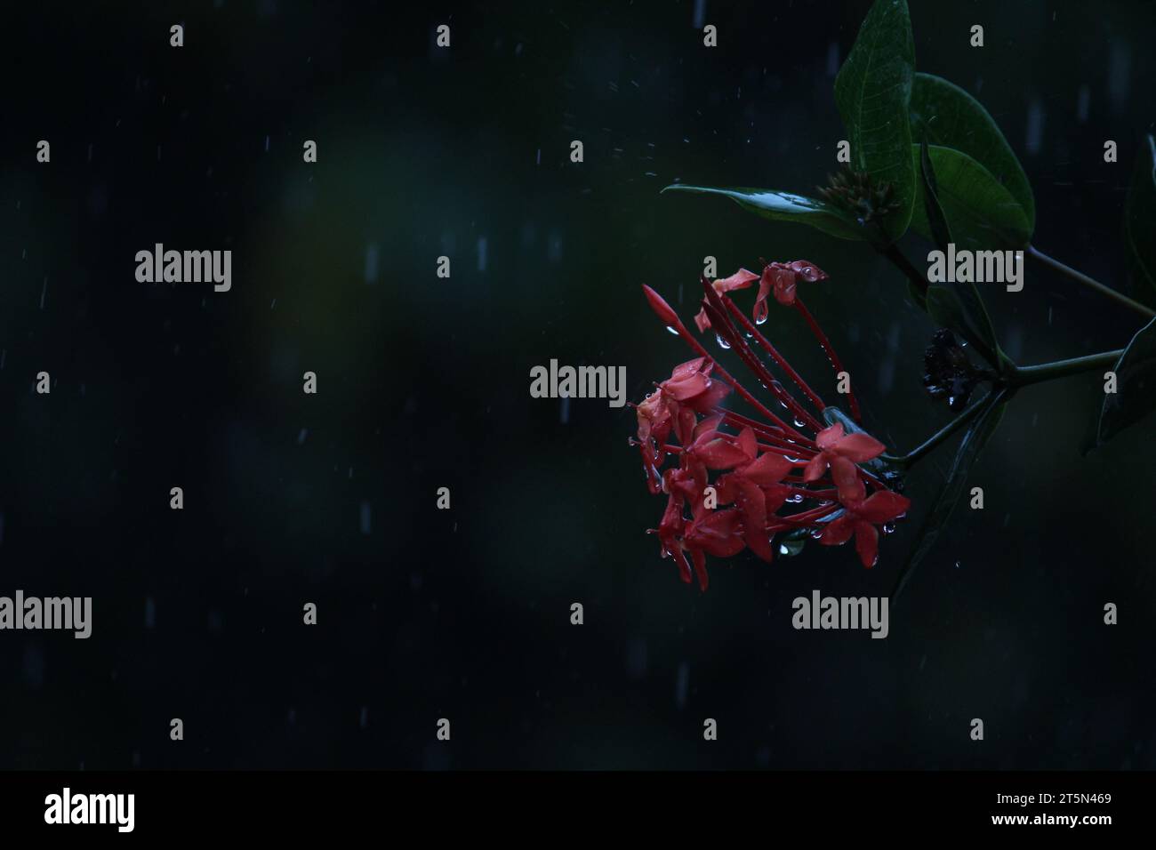 rain drops on the Butterfly Milkweed orange flower while raining Stock ...