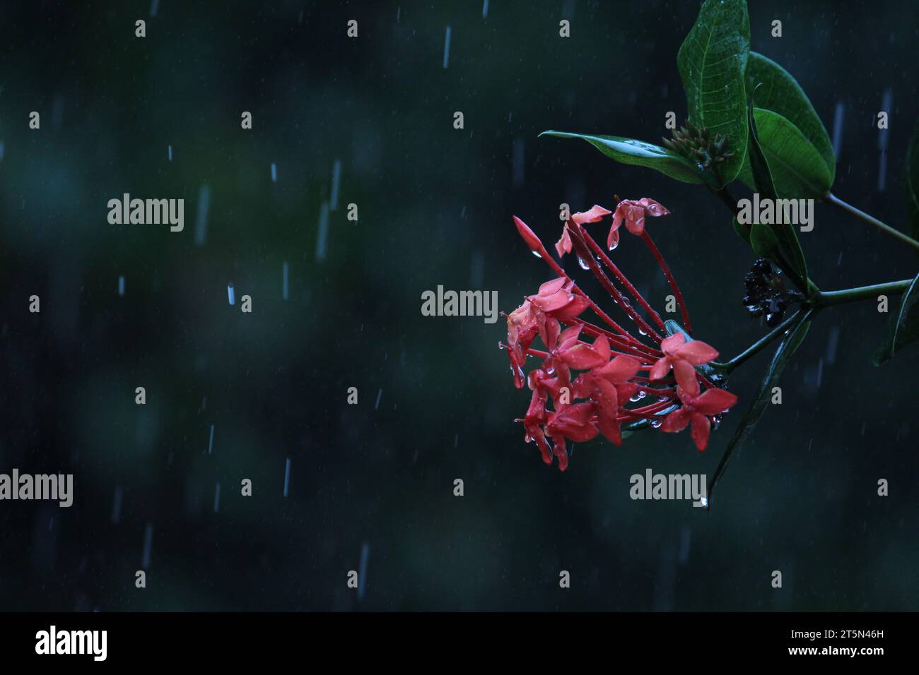 rain drops on the Butterfly Milkweed orange flower while raining Stock ...