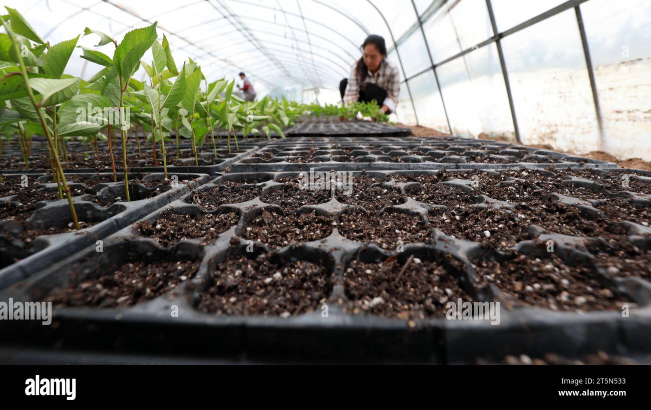 Cherry seedling hi-res stock photography and images - Alamy