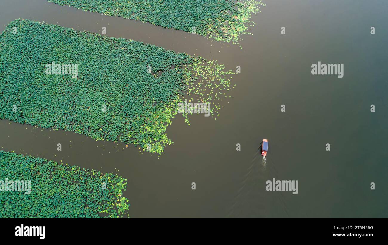 Ships sail in a lake covered with lotus leaves, Luannan County, Hebei ...