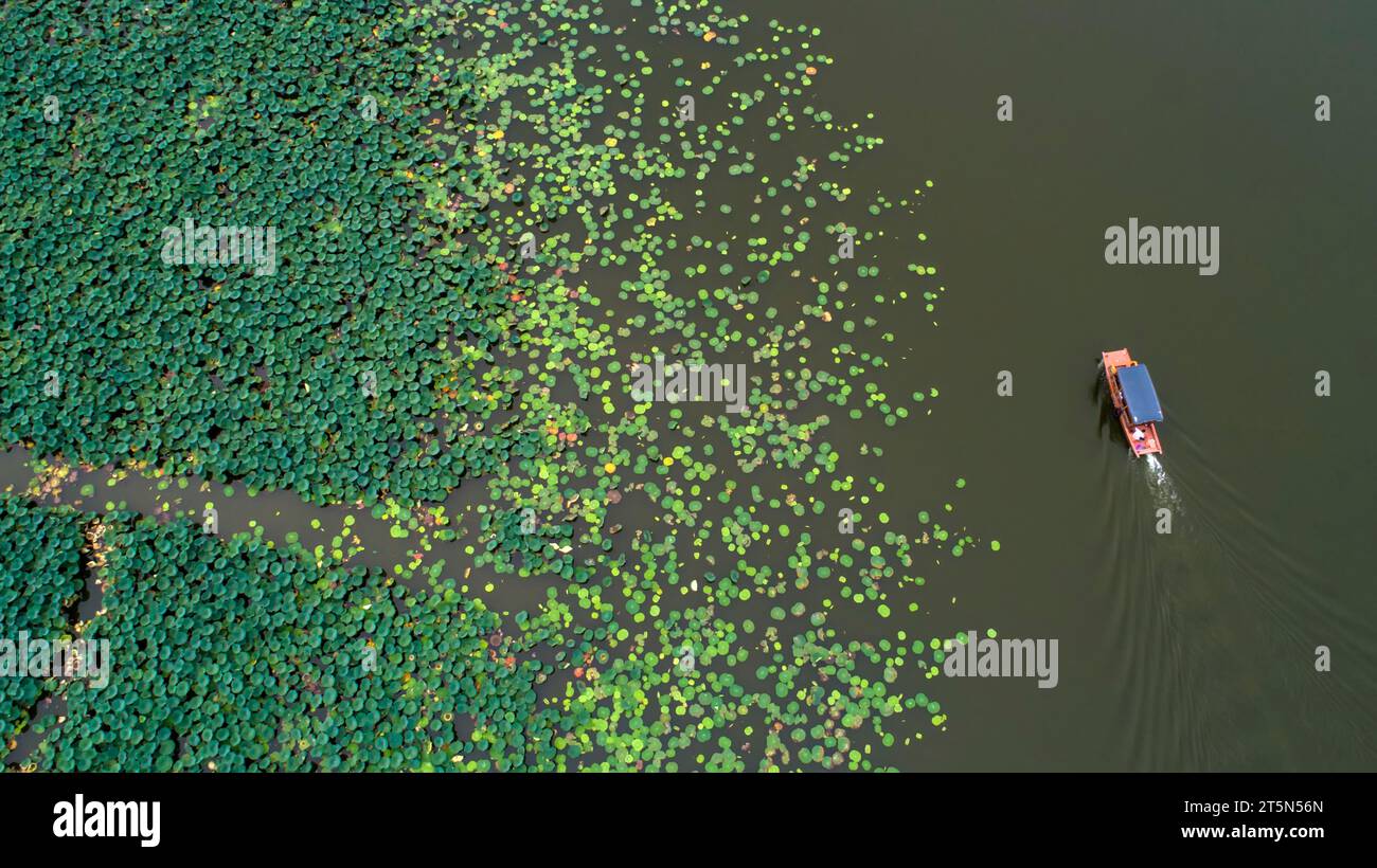 Ships sail in a lake covered with lotus leaves, Luannan County, Hebei ...