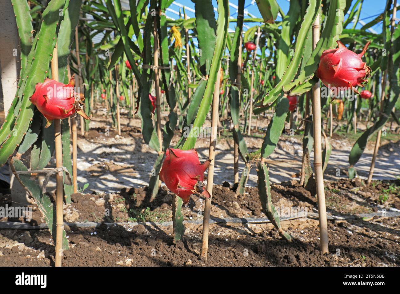 pitaya on the plant in a farm Stock Photo - Alamy