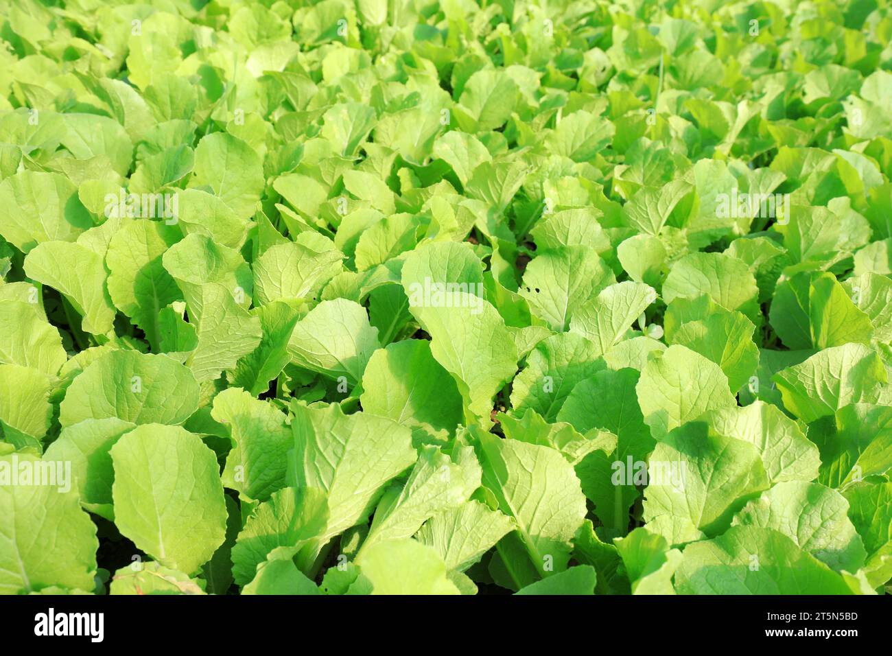 Greenhouses in field seedlings hi-res stock photography and images - Alamy