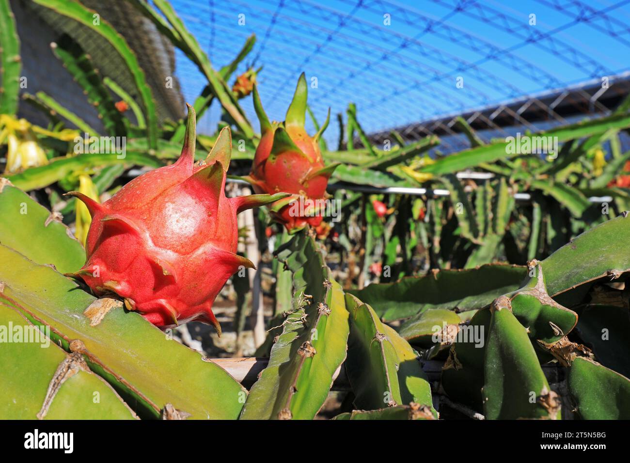 Pitaya tree hi-res stock photography and images - Alamy