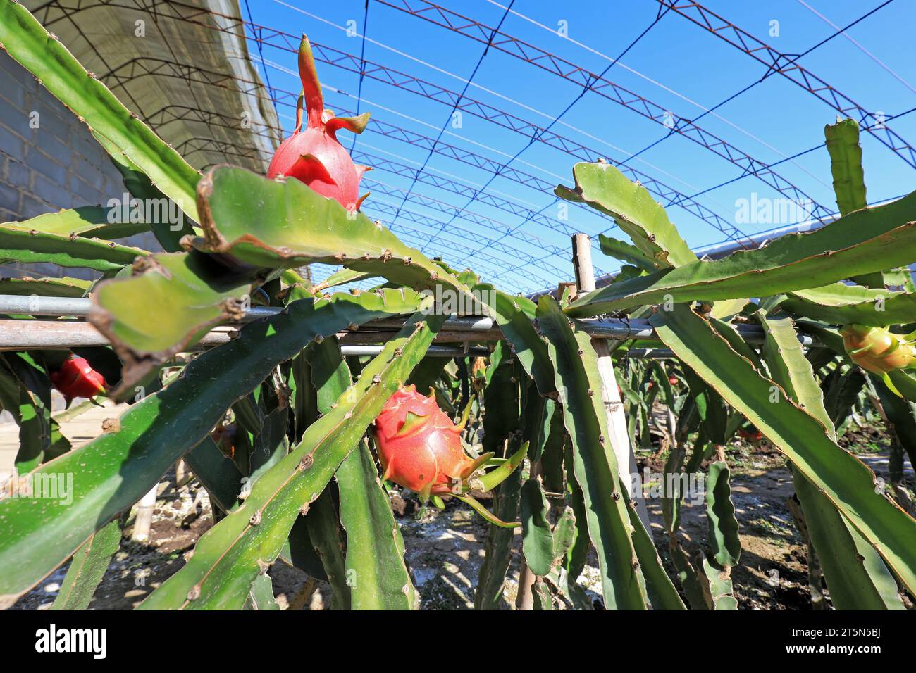 Raw pitaya fruit on tree hi-res stock photography and images - Alamy