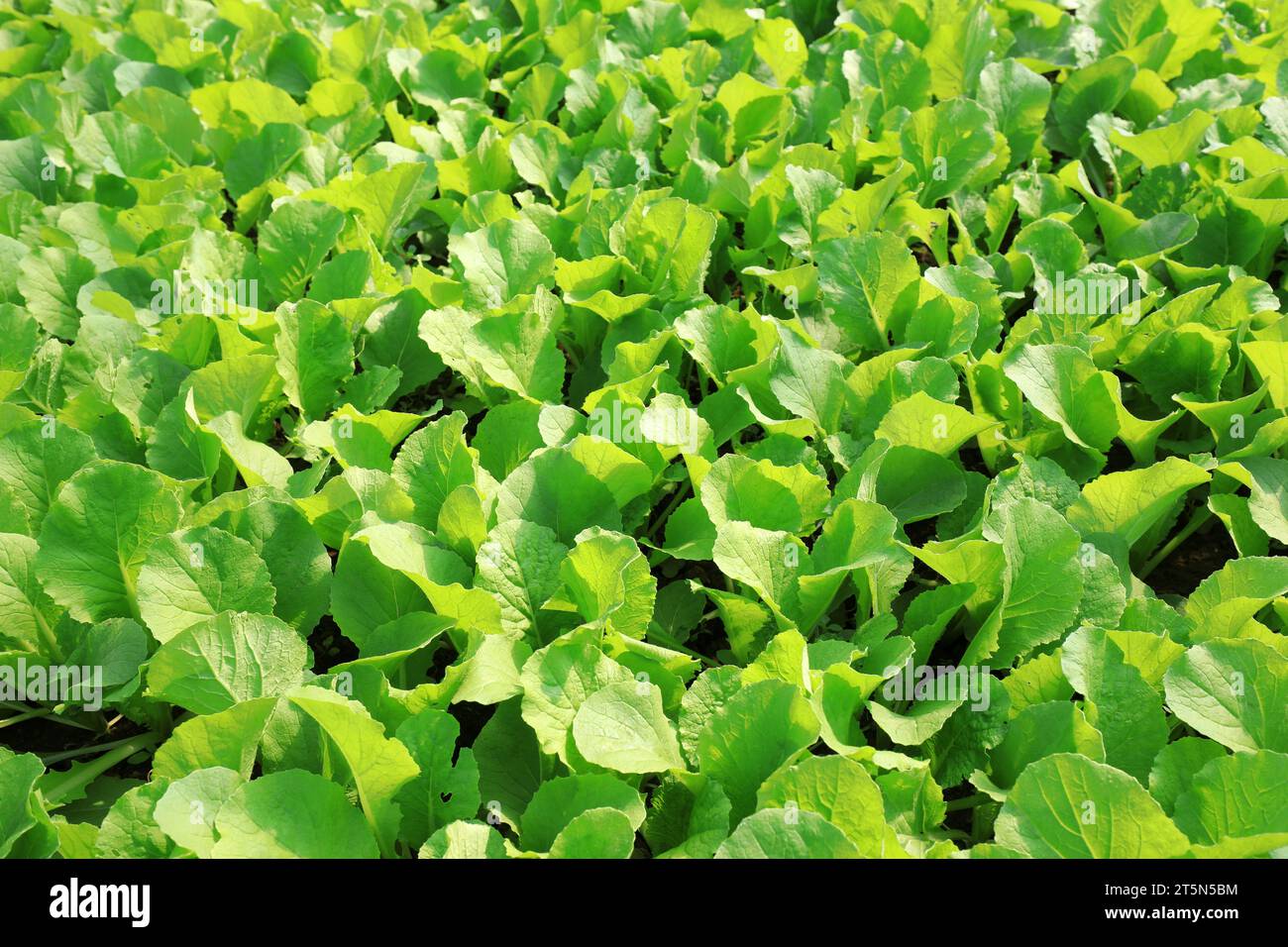Growing seedlings in greenhouses industrial hi-res stock photography ...
