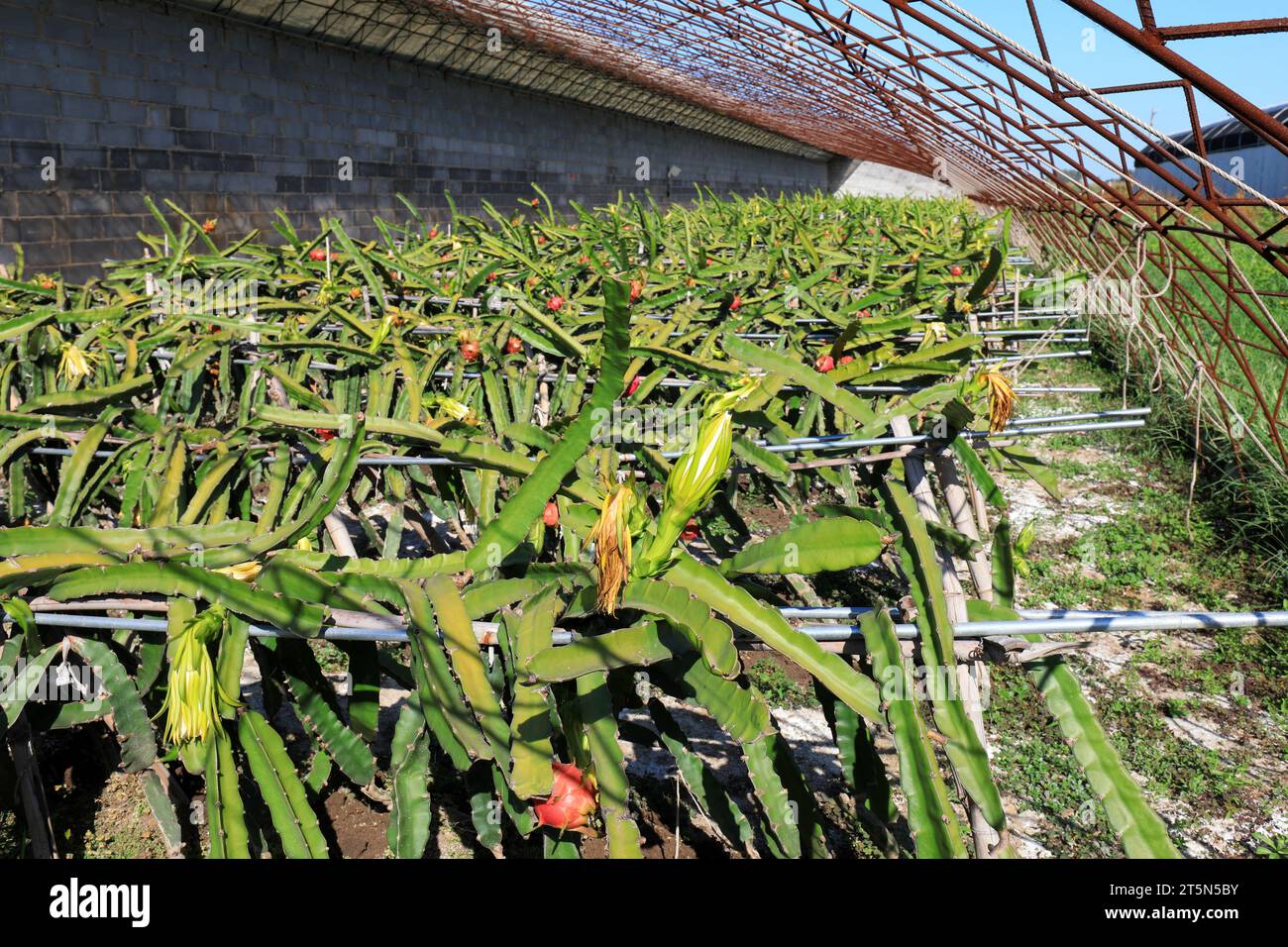 Pitaya tree hi-res stock photography and images - Alamy