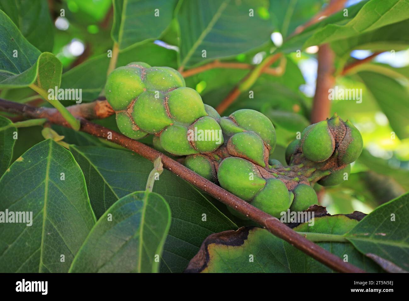 Magnolia fruit in a forest farm, China Stock Photo - Alamy