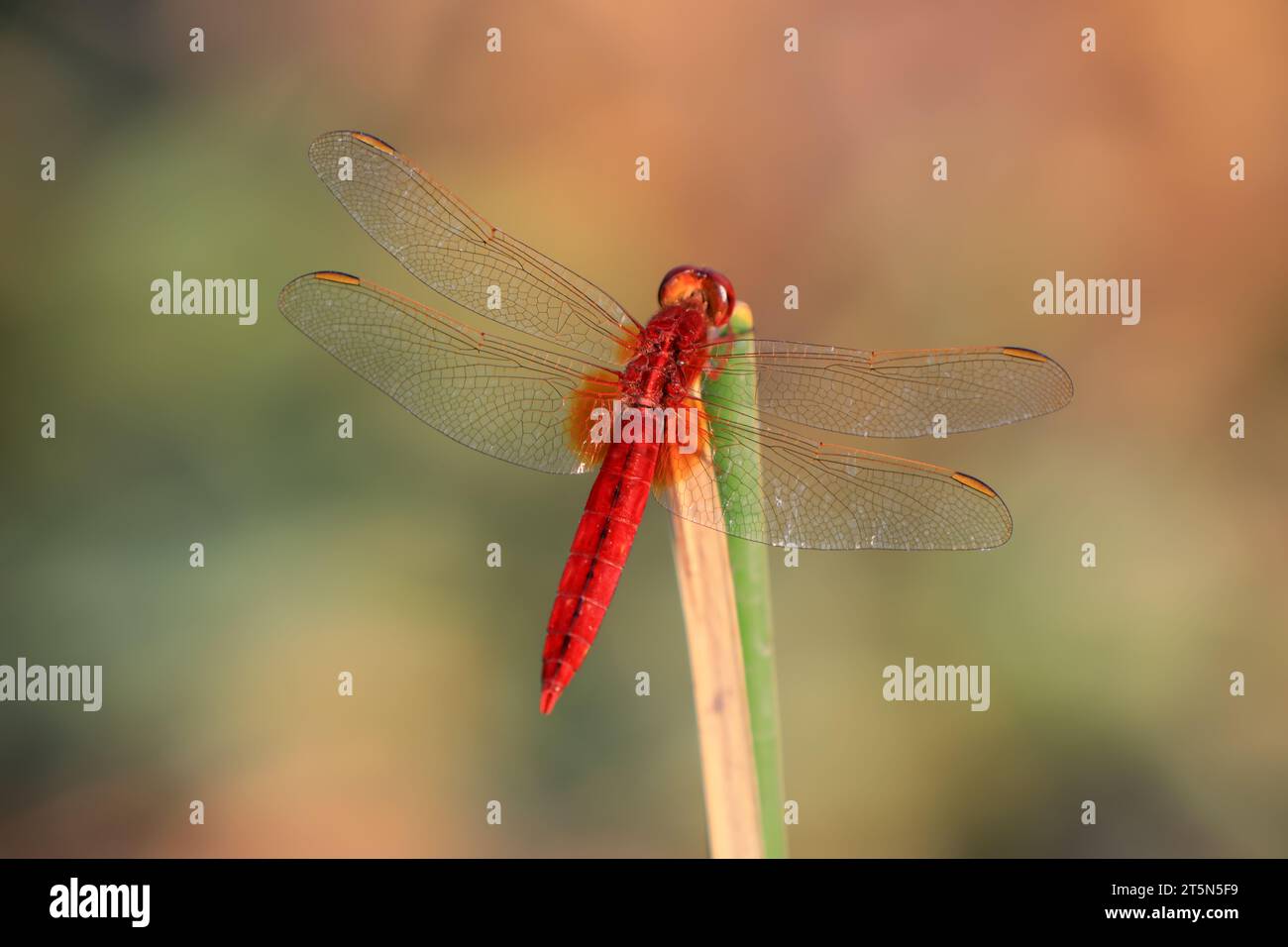 Red dragonfly in nature hi-res stock photography and images - Alamy