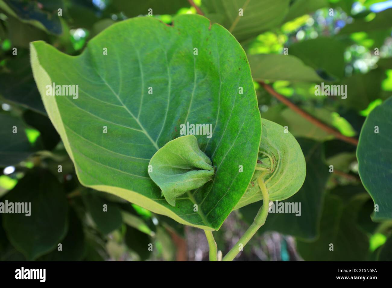 Abnormal growth of magnolia leaves Stock Photo - Alamy