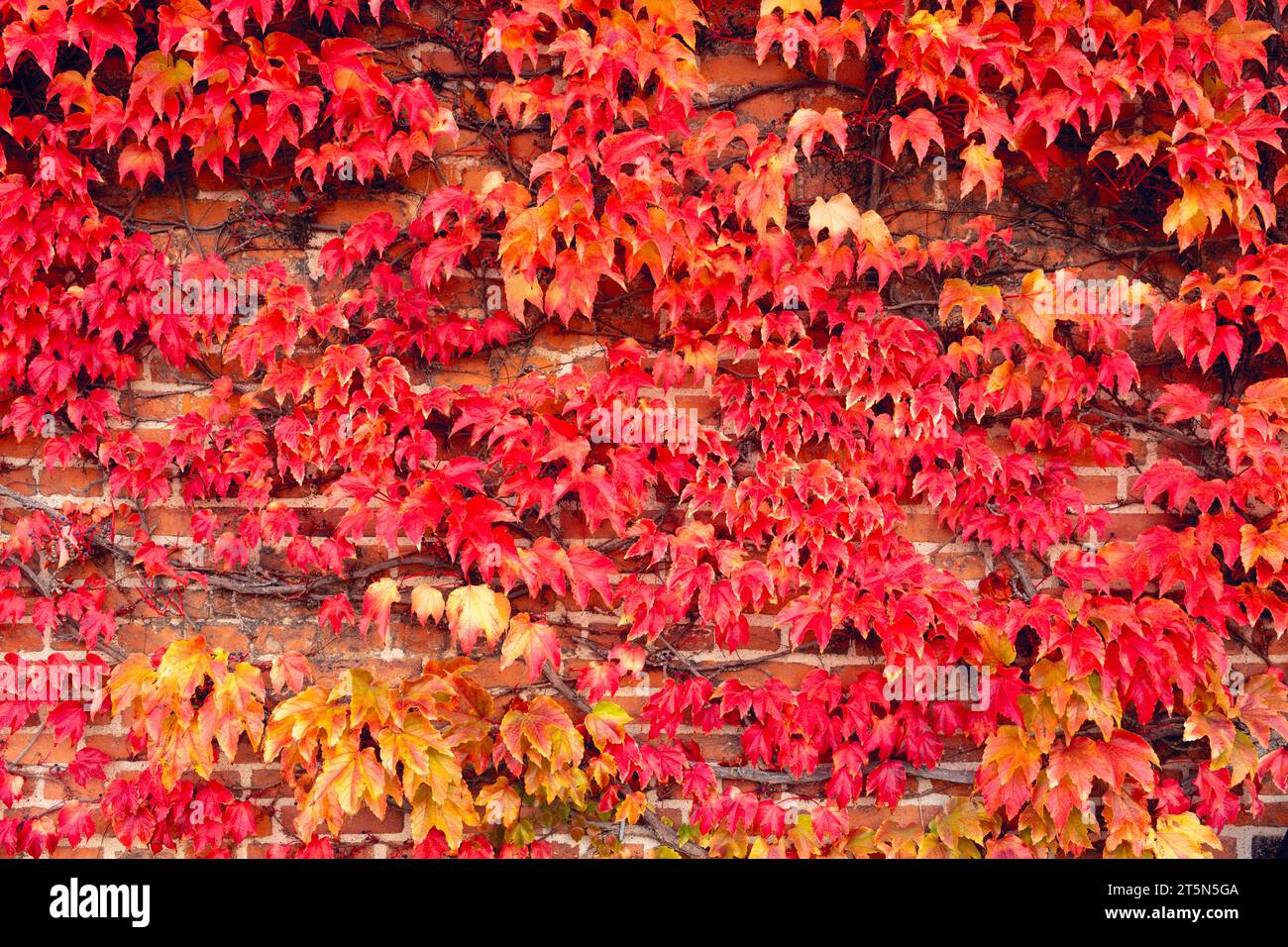Wall covered with ivy in autumn, with the typical yellow and orange ...