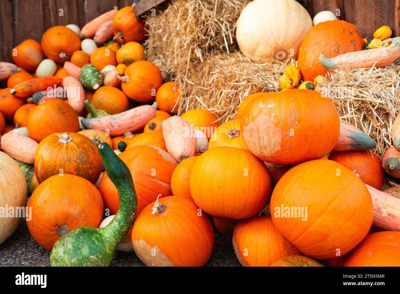 Many pumpkins different shapes hi-res stock photography and images - Alamy