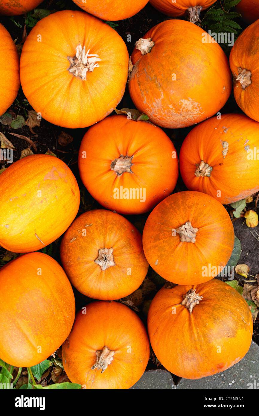 Pumpkins of different shapes hi-res stock photography and images - Alamy