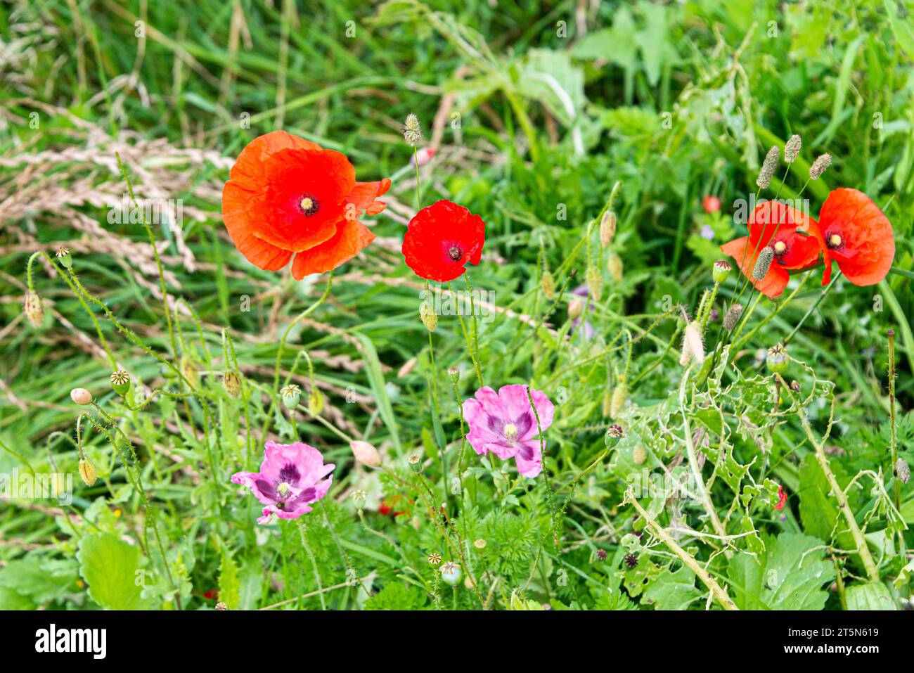 Purple poppies hi-res stock photography and images - Alamy