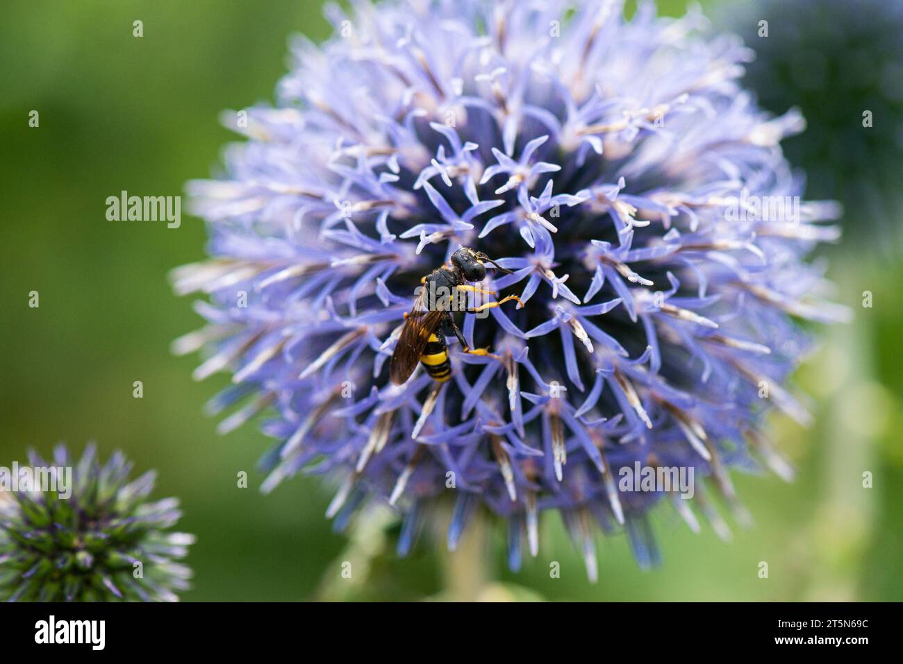 A black and yellow insect on the flower head of a globe thistle ...