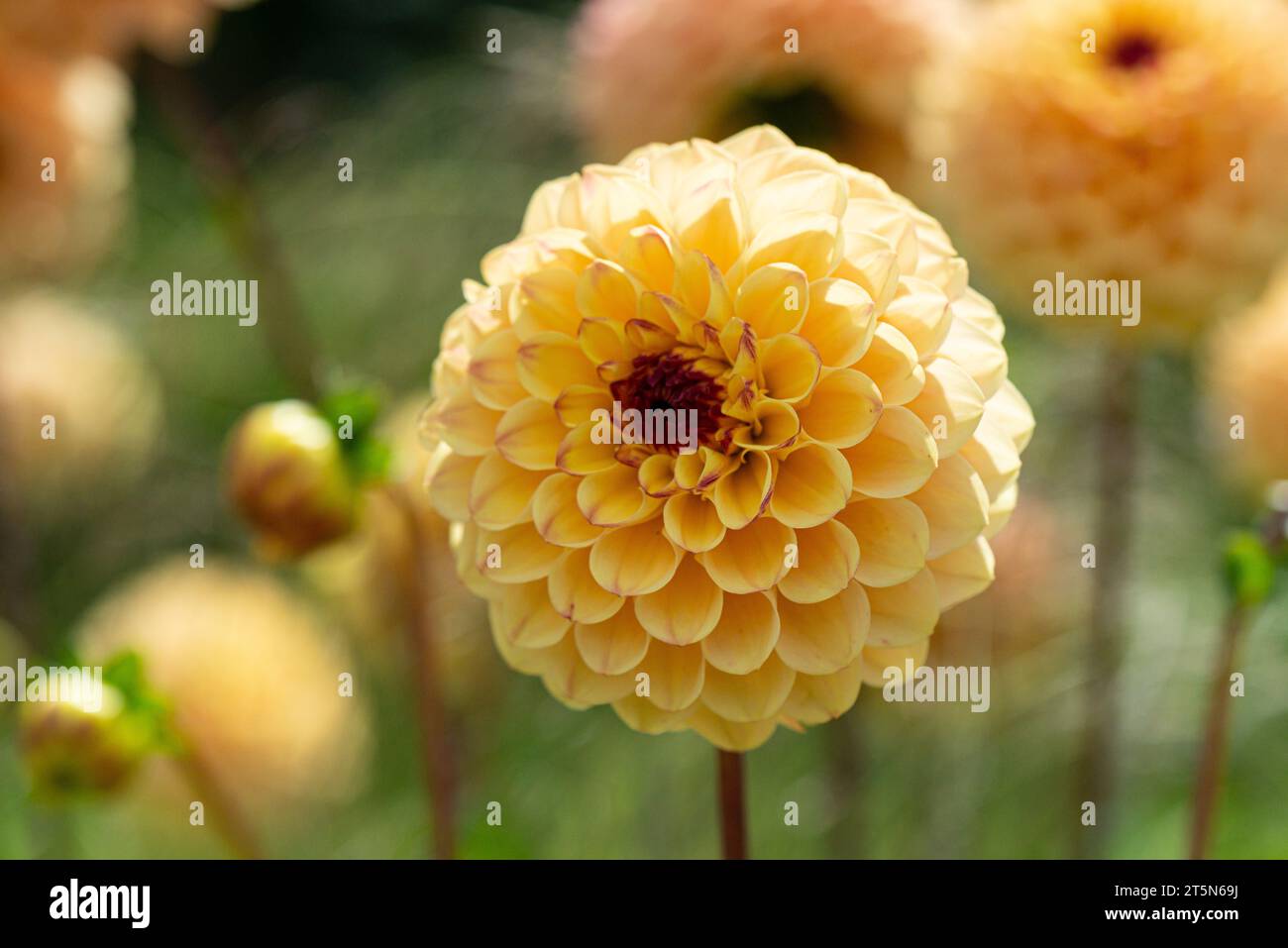 Ball shaped dahlia flower hi-res stock photography and images - Alamy
