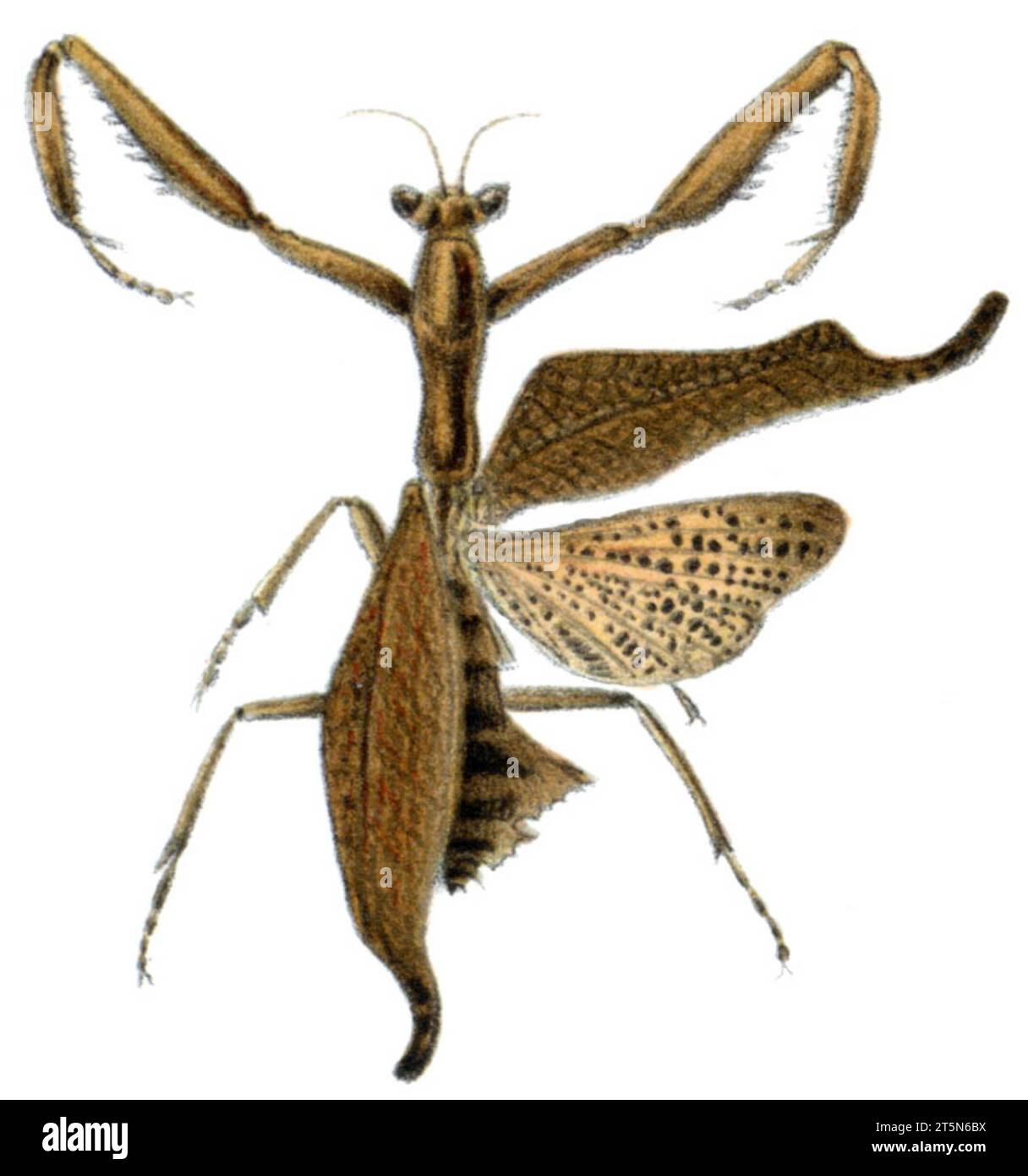 Acanthops falcataria hi-res stock photography and images - Alamy