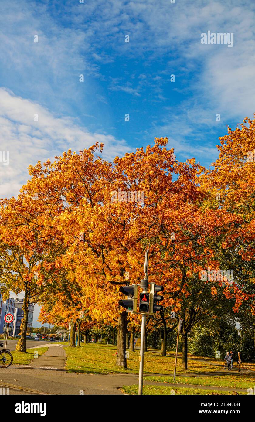 Embracing the Ephemeral Beauty: A Captivating Journey Through German ...