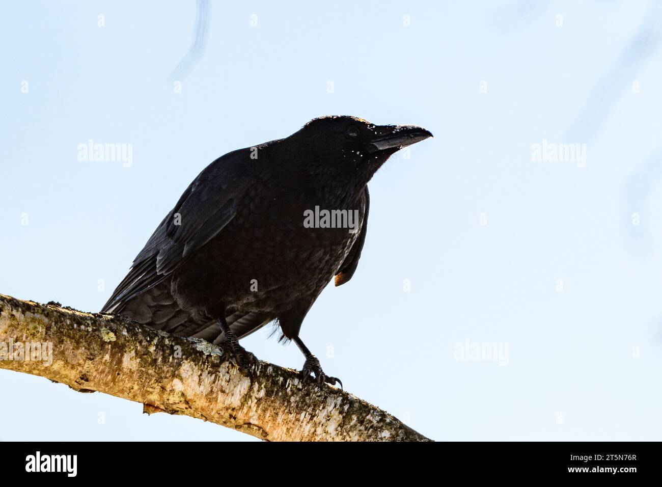 Large-billed crow (Corvus macrorhynchos japonensis) from Hokkaido ...