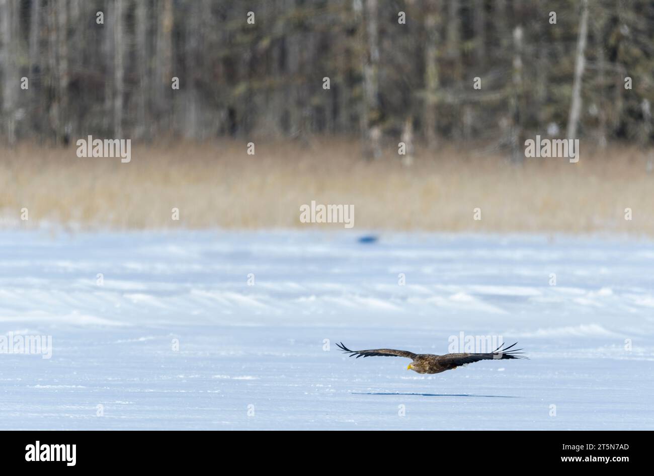 Hokkaido furen lake hi-res stock photography and images - Alamy