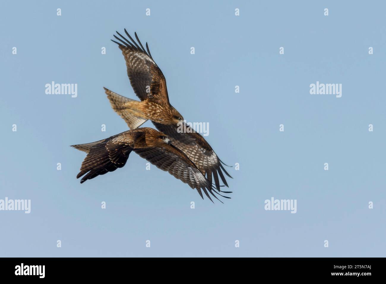 Black-eared kites (Milvus migrans lineatus) from Lake Furen, Hokkaido ...