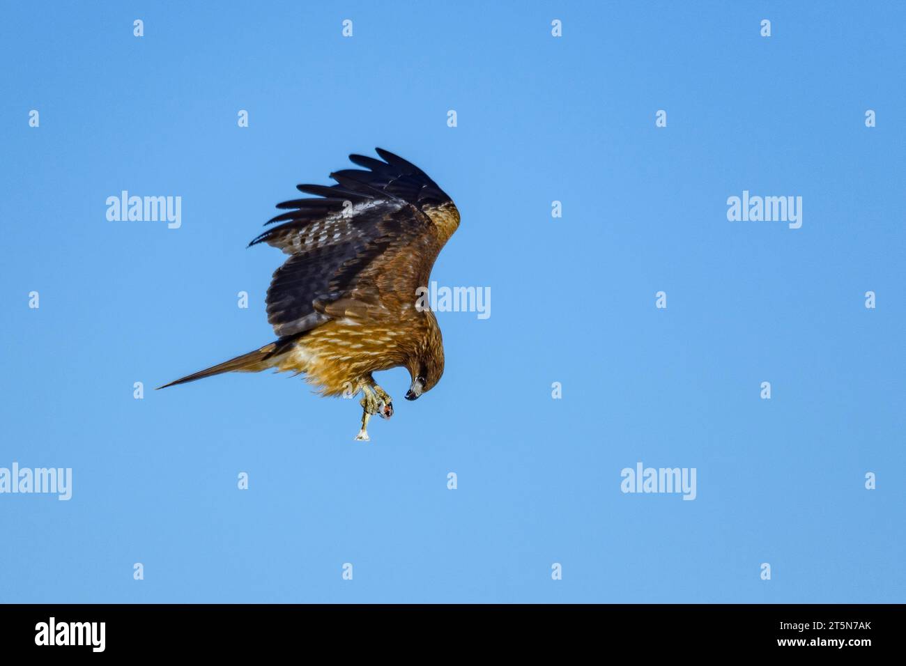 Black-eared kite (Milvus migrans lineatus) feeding in the air. Photo ...
