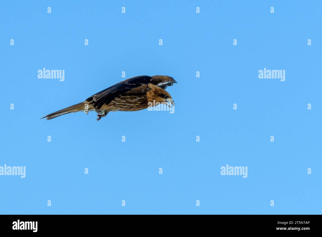 Black-eared kite (Milvus migrans lineatus) from Lake Furen, Hokkaido ...