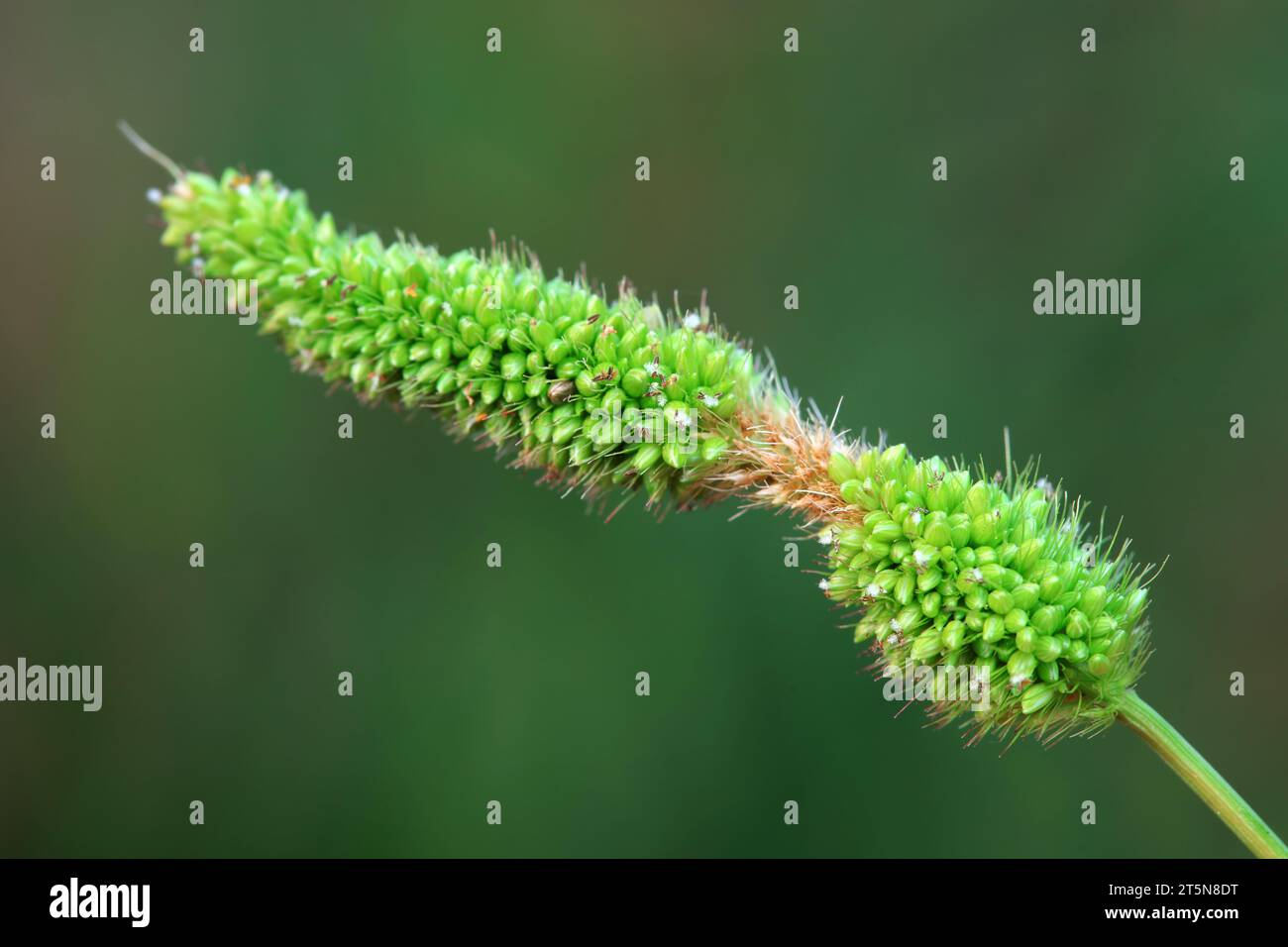 Abnormal plants hi-res stock photography and images - Alamy