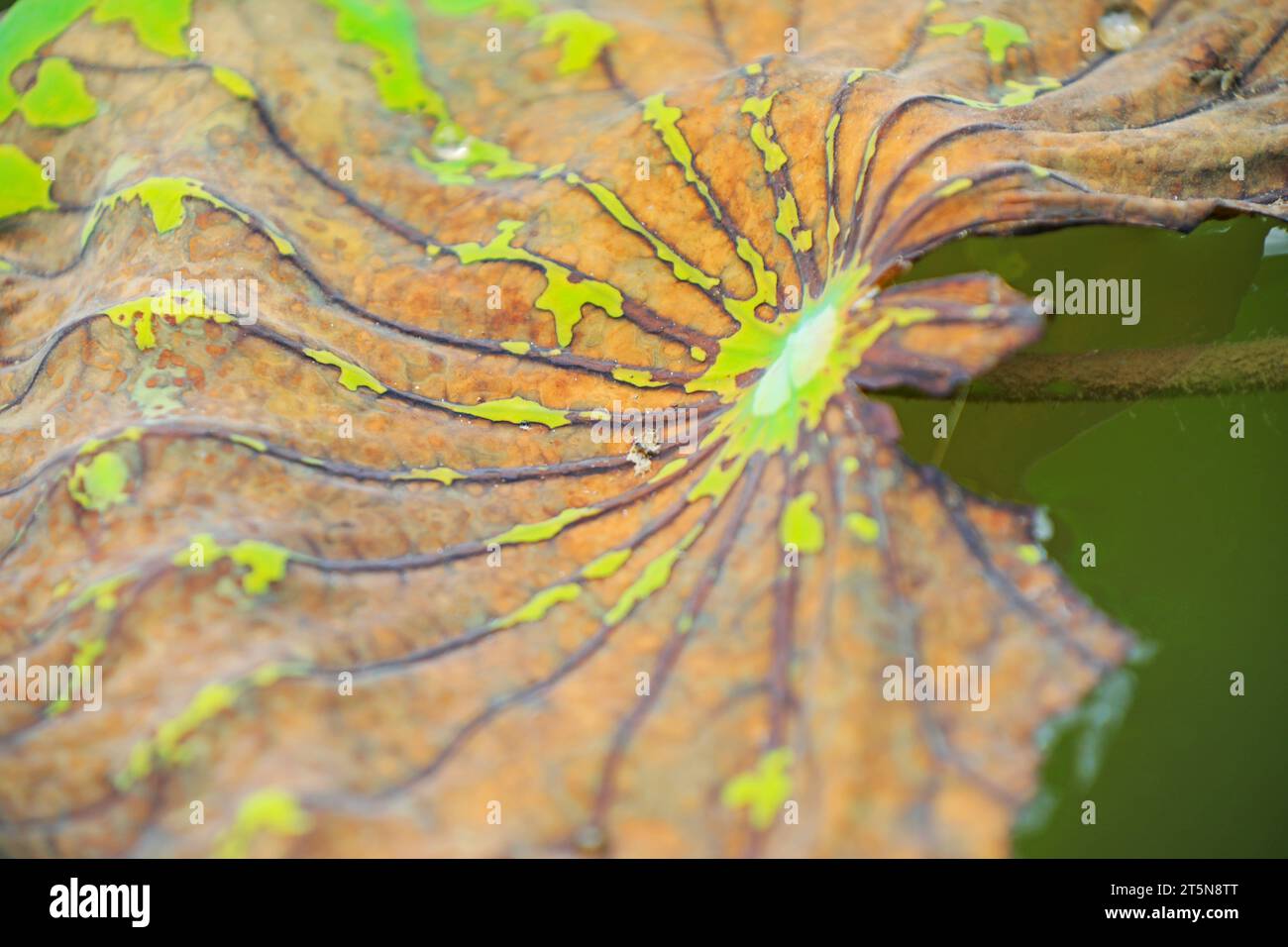 Broken lotus leaves in the pond Stock Photo - Alamy