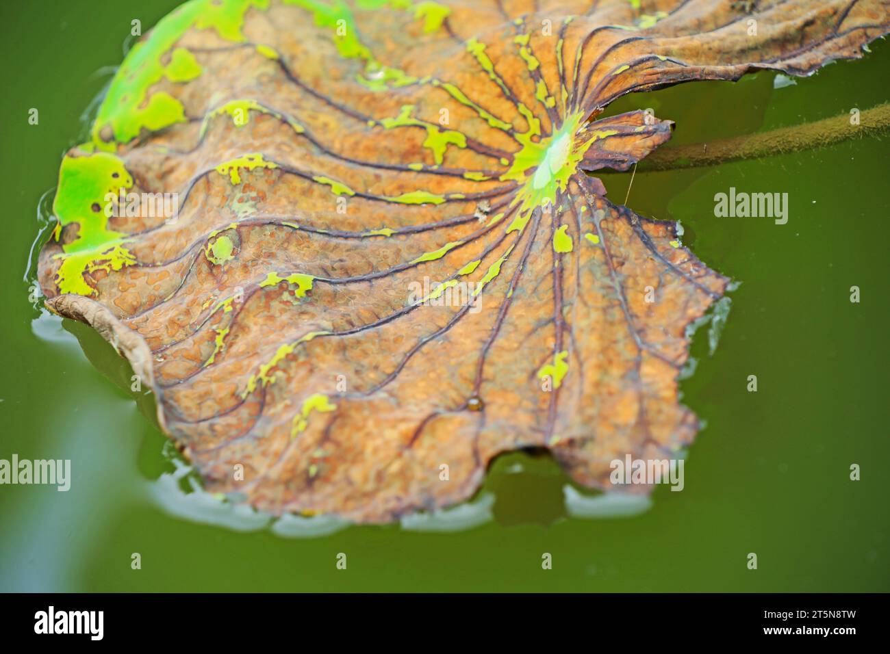 Broken lotus leaves in the pond Stock Photo - Alamy