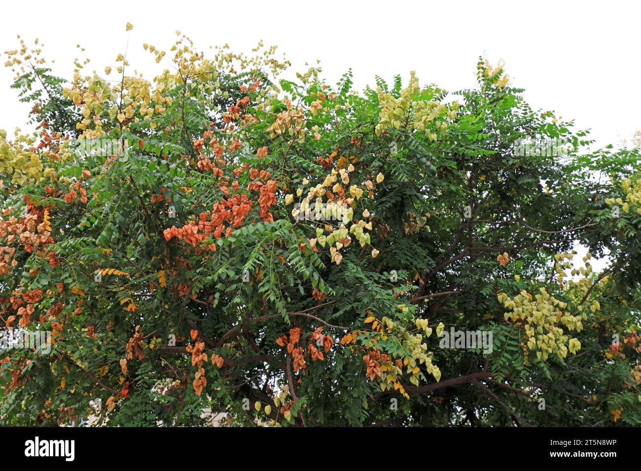 Luan tree hi-res stock photography and images - Alamy