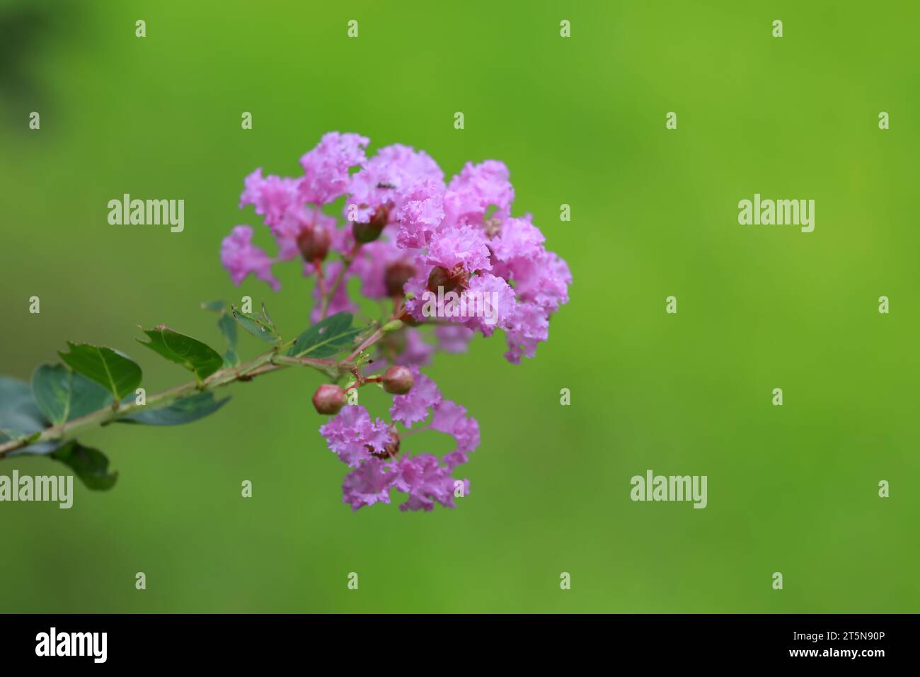 Lagerstroemia blooming in summer park hi-res stock photography and ...