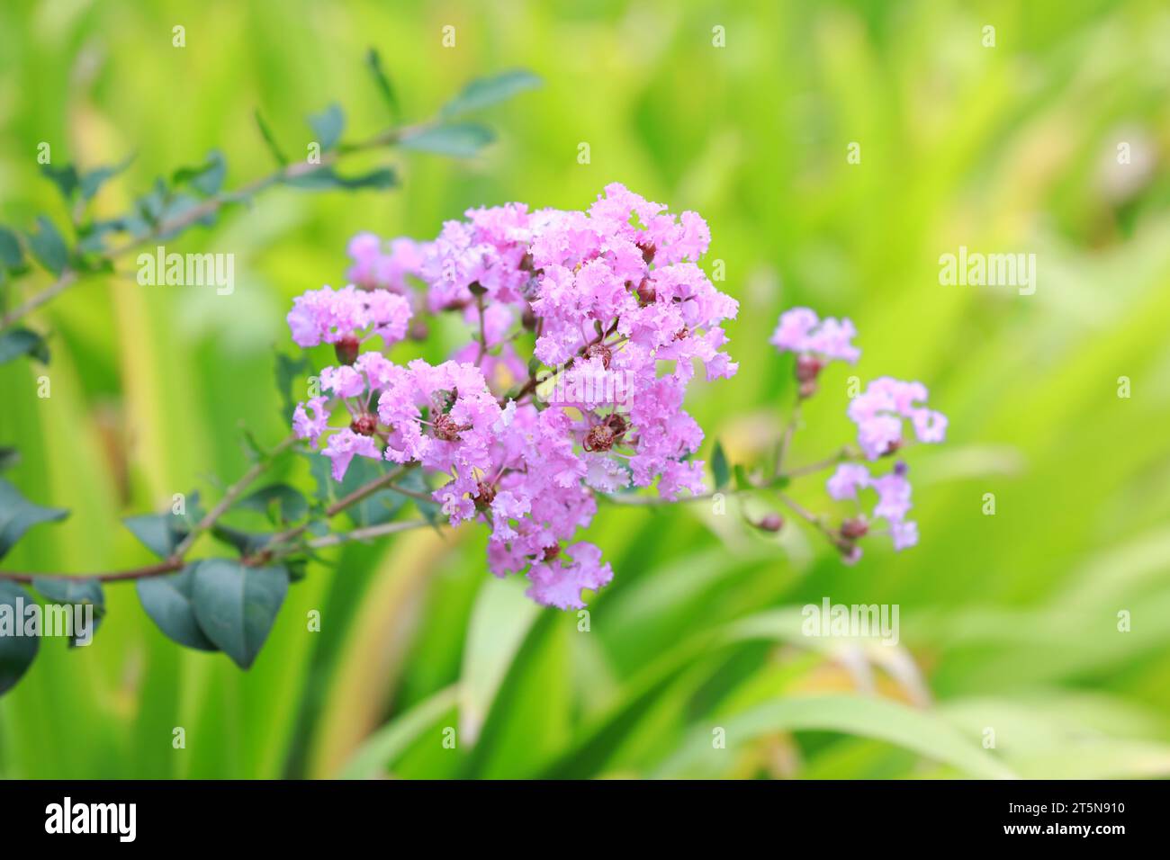 Lagerstroemia blooming in summer park hi-res stock photography and ...